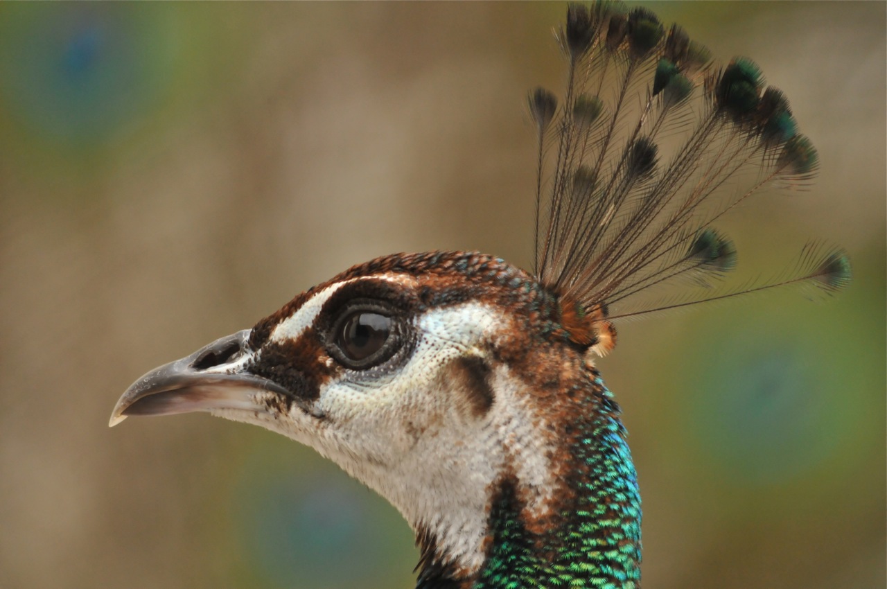 Discovering Alpine Birds: Awesome fun with Peacocks