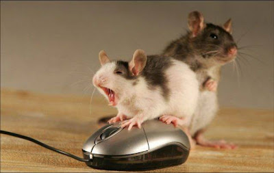 Blog Rarra: El genoma del ratón y del hombre se diferencian un 1%