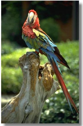 6ºA Curso 2010-2011 CEIP Bilingüe Hernán Cortés: noviembre 2009