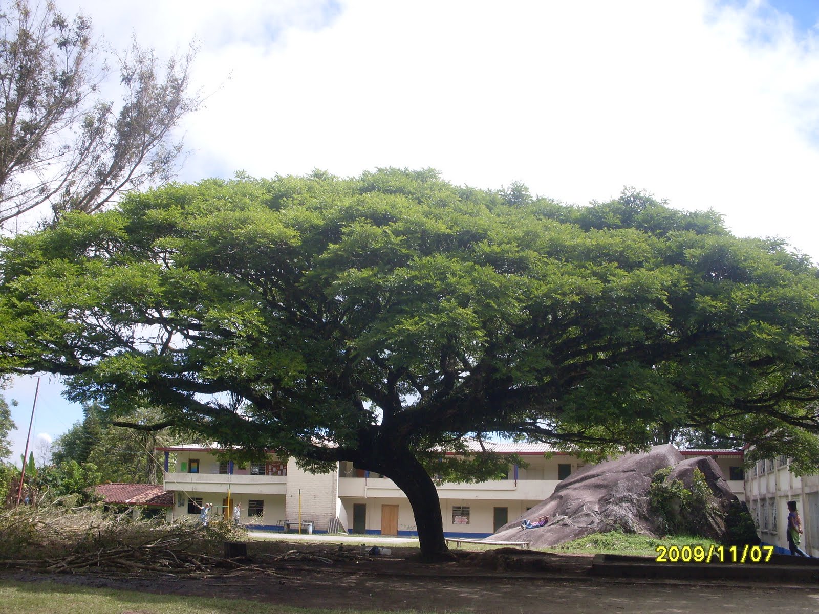 SAMÁN | plantasmaderables11a