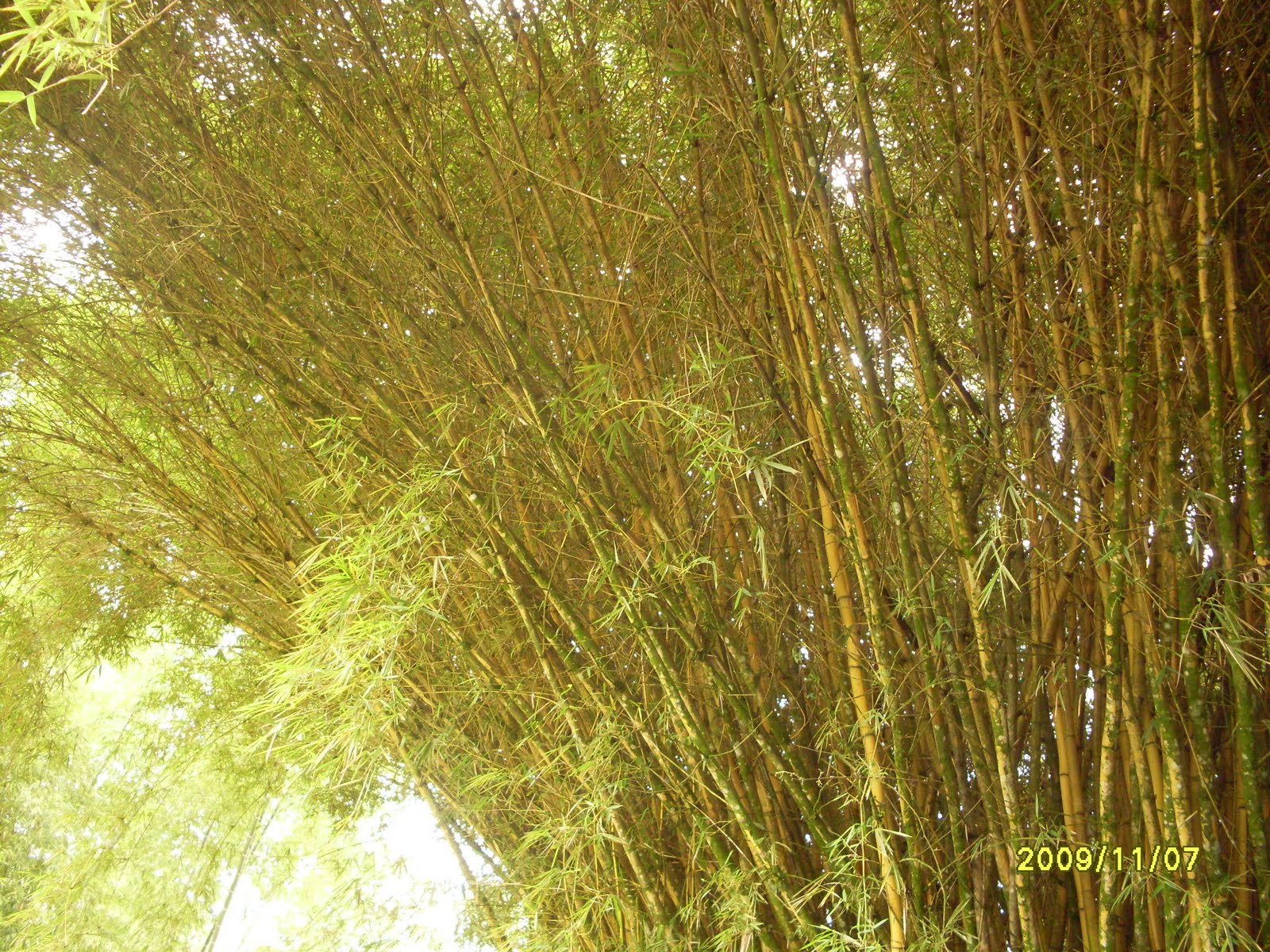 BAMBU | plantasmaderables11a
