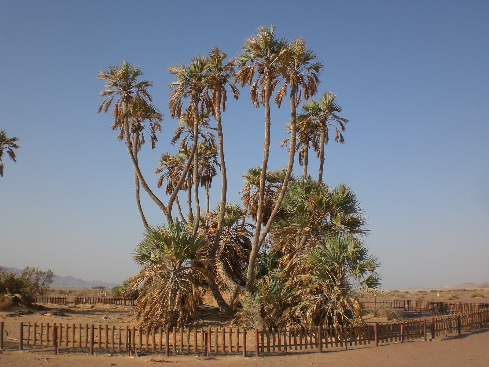 Uriah Yaniv's place: July 2010