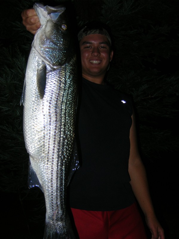 Angling In No. CA.: Shad Season