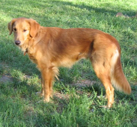 A Dogs Life, the real story: Ruby, a dog comes alive!