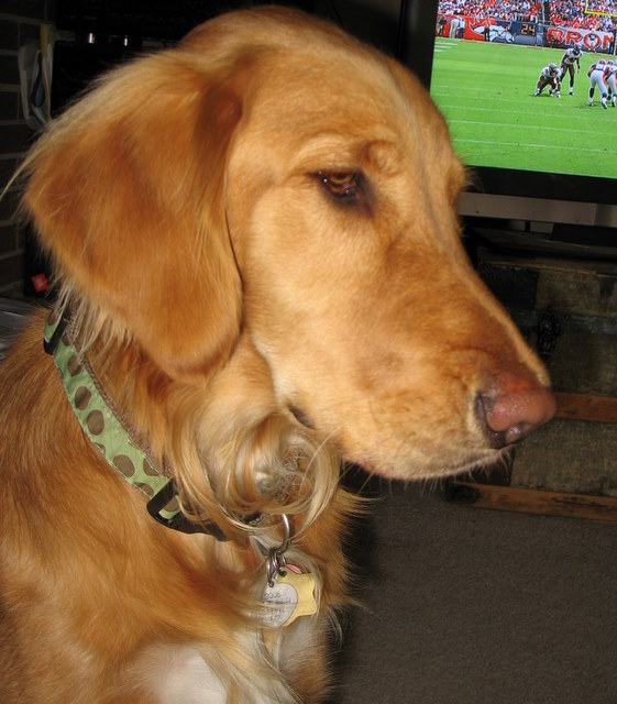 A Dogs Life, the real story: Why we foster, Mogley. Part one of many to ...