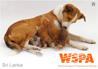 Animal Rights: WSPA