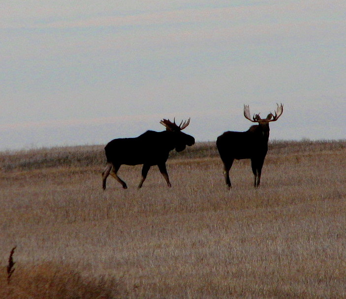 Still Life With Birder: A Couple of Moose