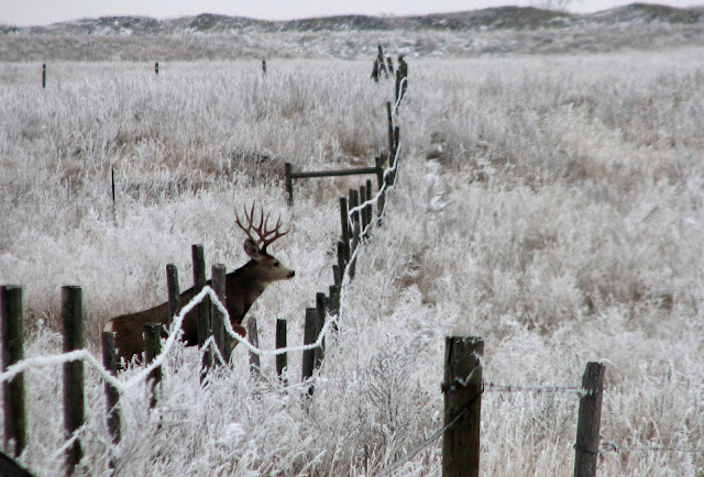Still Life With Birder: Mulies