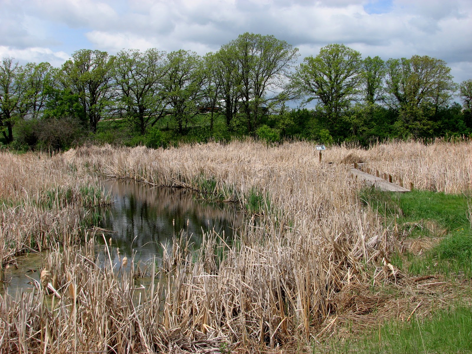 Still Life With Birder: Delta Marsh, Again