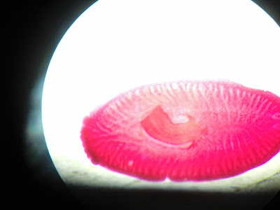 Laboratorio de Biología Animal: 12/04/2007 -- Práctica 5: Phylum ...