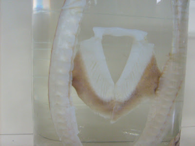 Laboratorio de Biología Animal: 11/06/2007 -- Práctica 14: Phylum ...