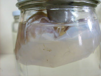 Laboratorio de Biología Animal: 11/06/2007 -- Práctica 14: Phylum ...