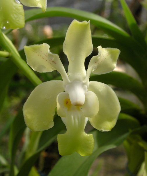 TISSUE CULTURE AND ORCHIDOLOGI: VANDA DAN POTENSINYA DI DALAM INTERGENERIK