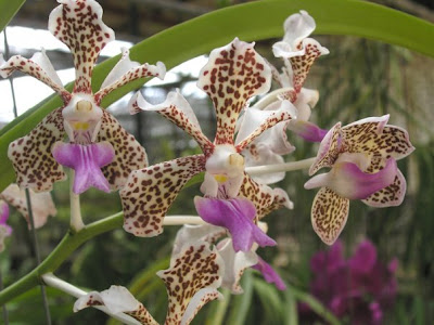 TISSUE CULTURE AND ORCHIDOLOGI: VANDA DAN POTENSINYA DI DALAM INTERGENERIK