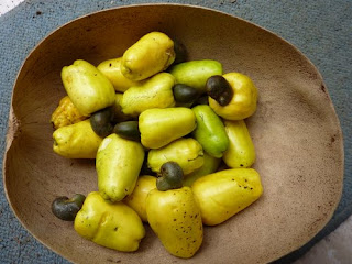 pedroelinformante: EL CAJUIL UNA FRUTA TRADICINAL DE LOS DOMINICANOS ...