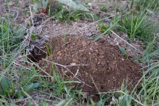 David Moskowitz Photography: Pacific Northwest Wildlife, Tracks ...