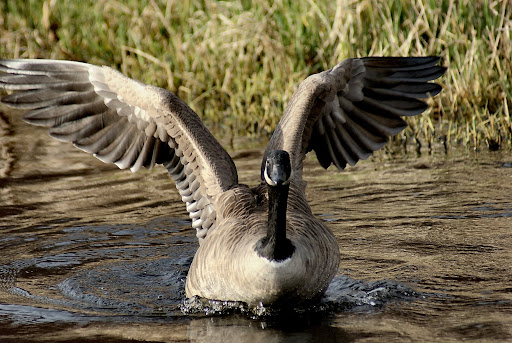 Victoria Daily Photo: Goosenecking