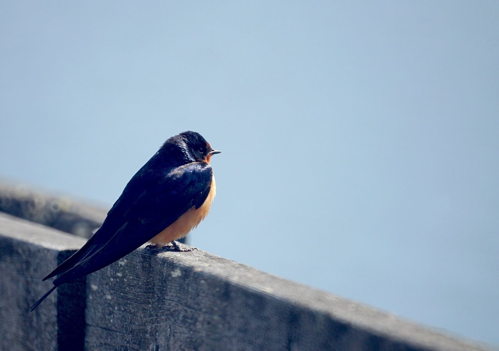 Victoria Daily Photo: Barn Swallow (Hirundo rustica)