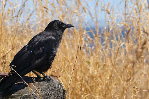 Victoria Daily Photo: Crow - Dallas Road