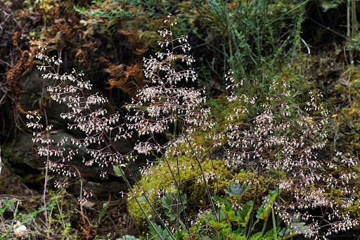 Victoria Daily Photo: Small-flowered Alumroot (Heuchera micrantha)