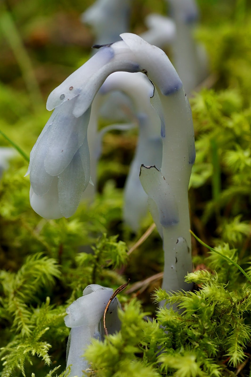 Victoria Daily Photo: Indian Pipe (Monotropa uniflora)