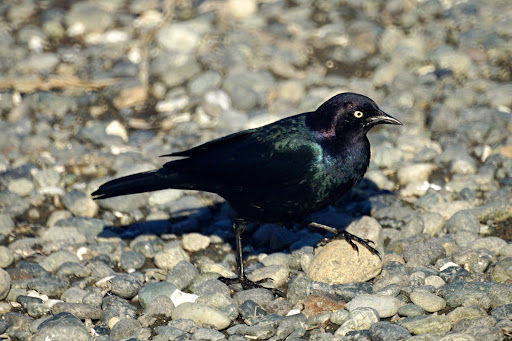 Victoria Daily Photo: October 2010