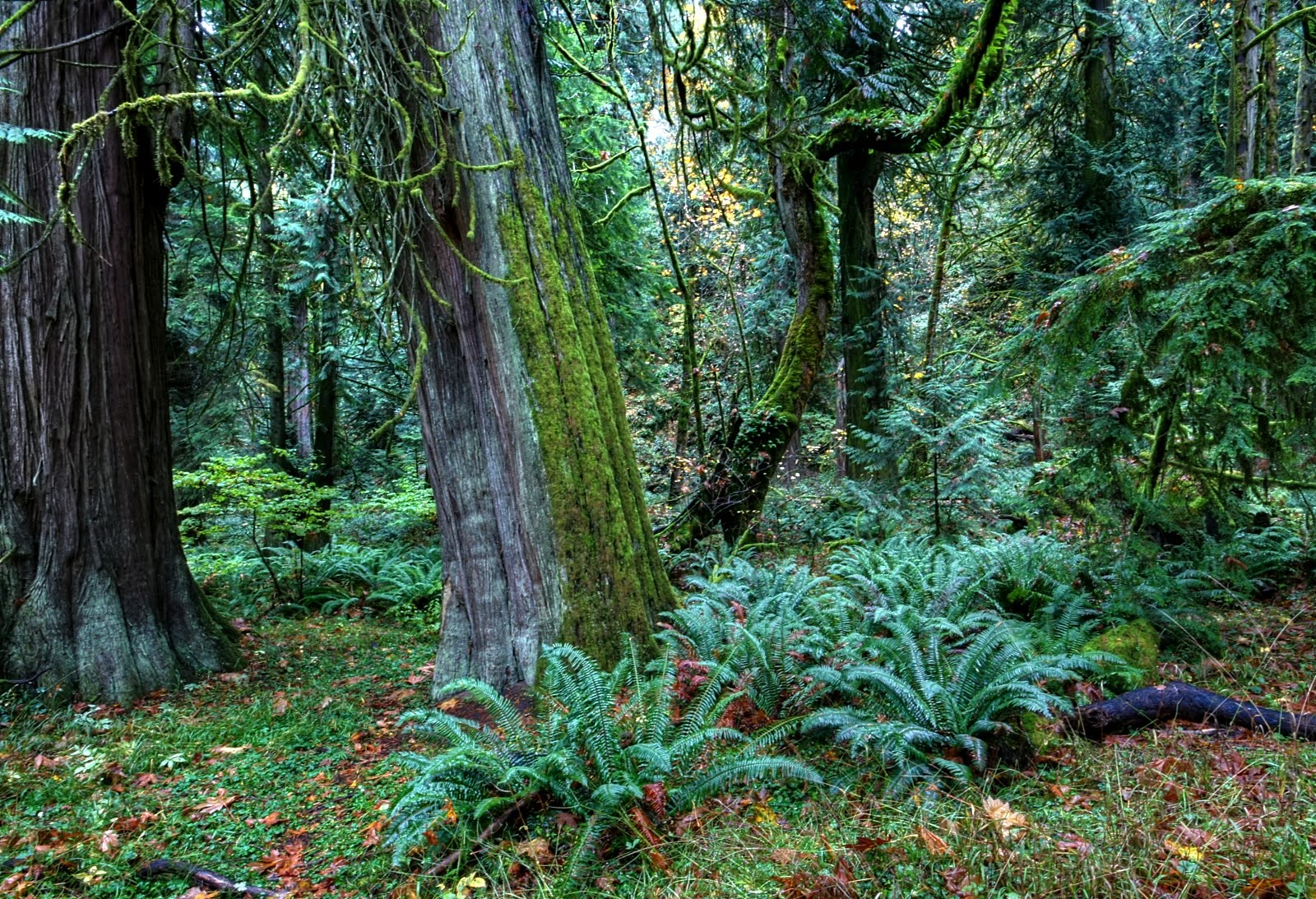 Victoria Daily Photo: Rain Forest