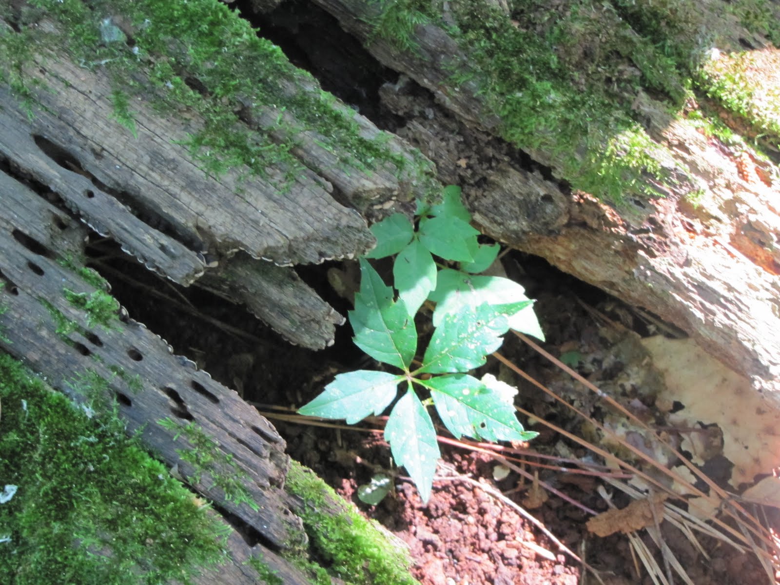 Emily Dickinson's Nature