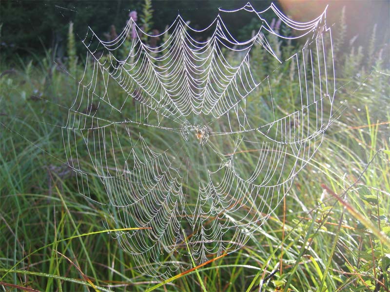 Spider Webs