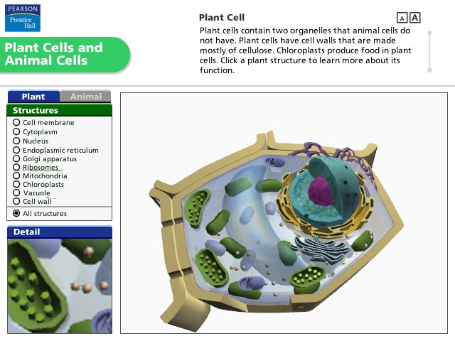 Nothing "D" Nothing: Plant and animal cell simulation