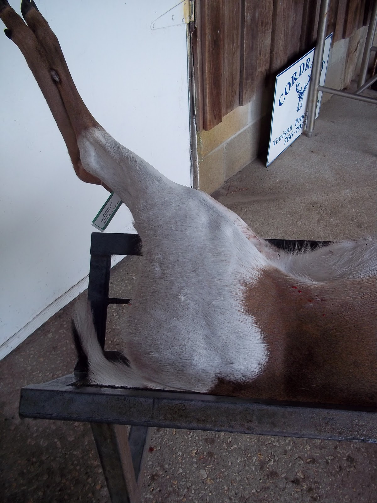 Cordray's: David Jeffcoat got a calico deer this morning!