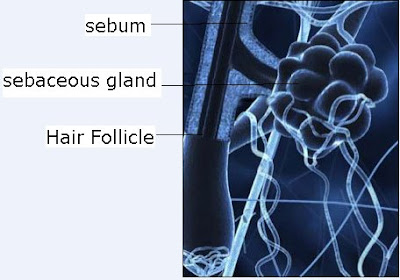 Acne (Pimple) :Treatment, Home Remedies, Cure Acne, Acne Scars: Sebum: