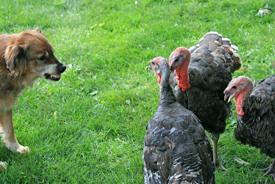 Squash Blossom Farm: Turkey Dog
