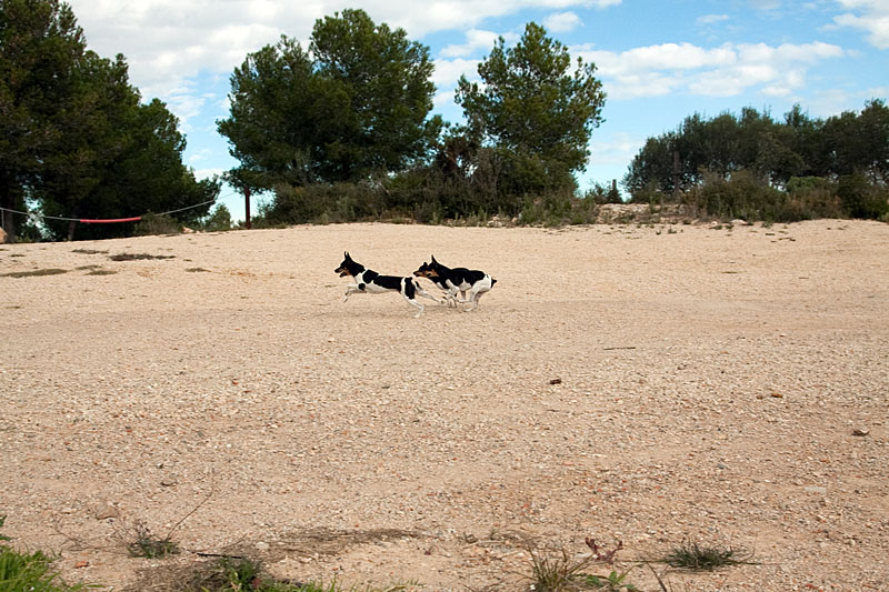RATER VALENCIÀ. CRÍA Y SELECCIÓN: GOS RATER VALENCIA