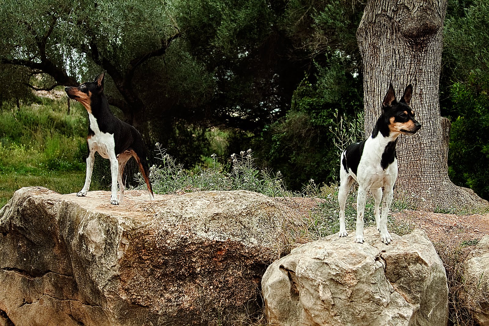 RATER VALENCIÀ. CRÍA Y SELECCIÓN: GOS RATER VALENCIA