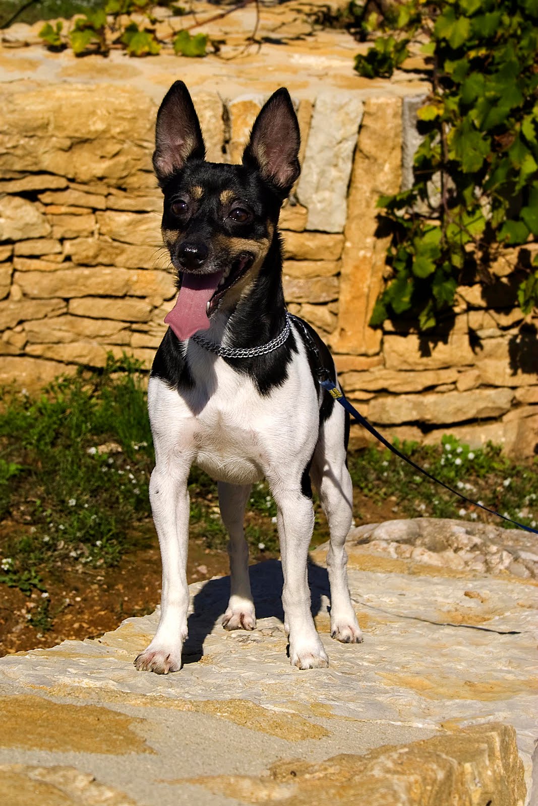 RATER VALENCIÀ. CRÍA Y SELECCIÓN: RATER VALENCIA.