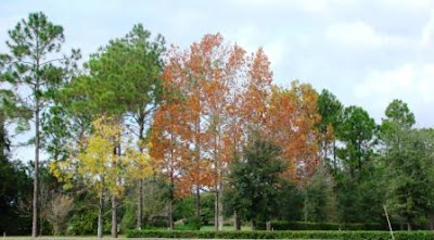 Earth Shattering Gardening: Florida Fall Foliage
