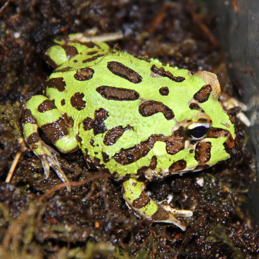 Hectors blogg: Vem är jag?