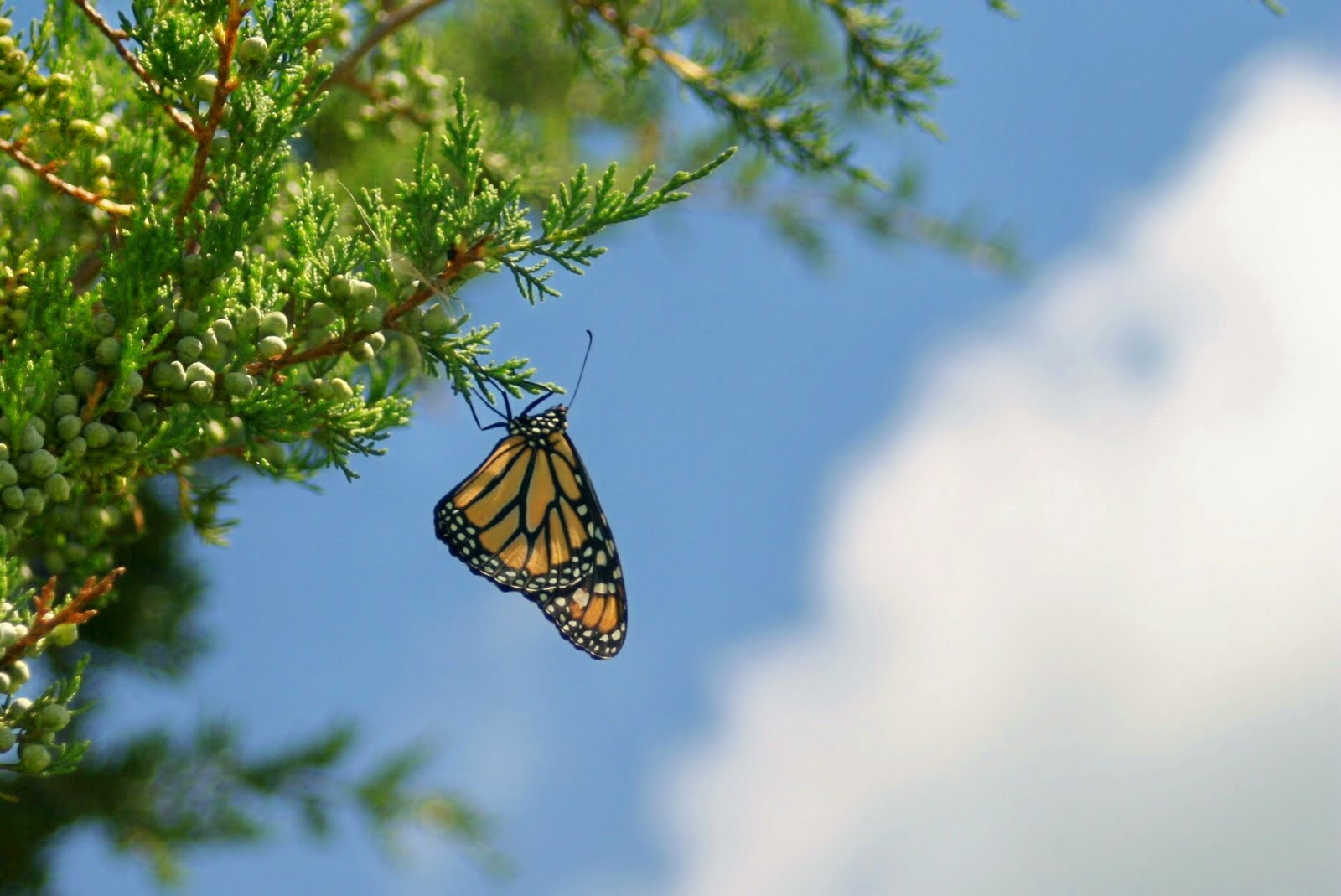 Monarch Butterfly Hatching | RedGage