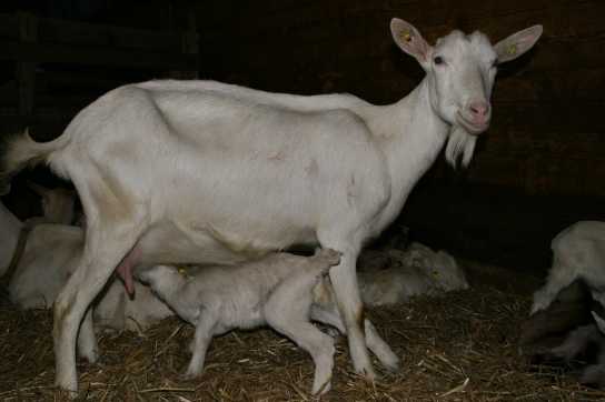 capre de lapte si de carne din import