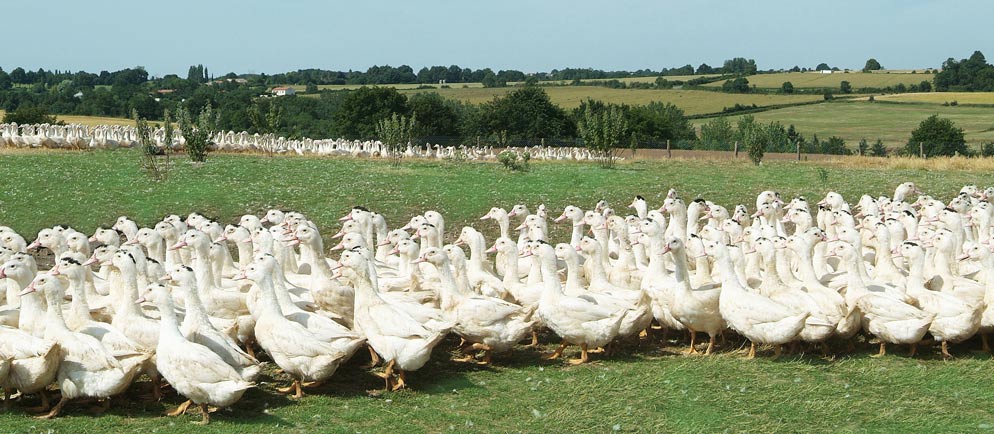 PASARI DE PRODUCTIE: RATE MULARD