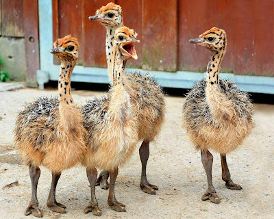 PASARI DE PRODUCTIE: PUI DE STRUT