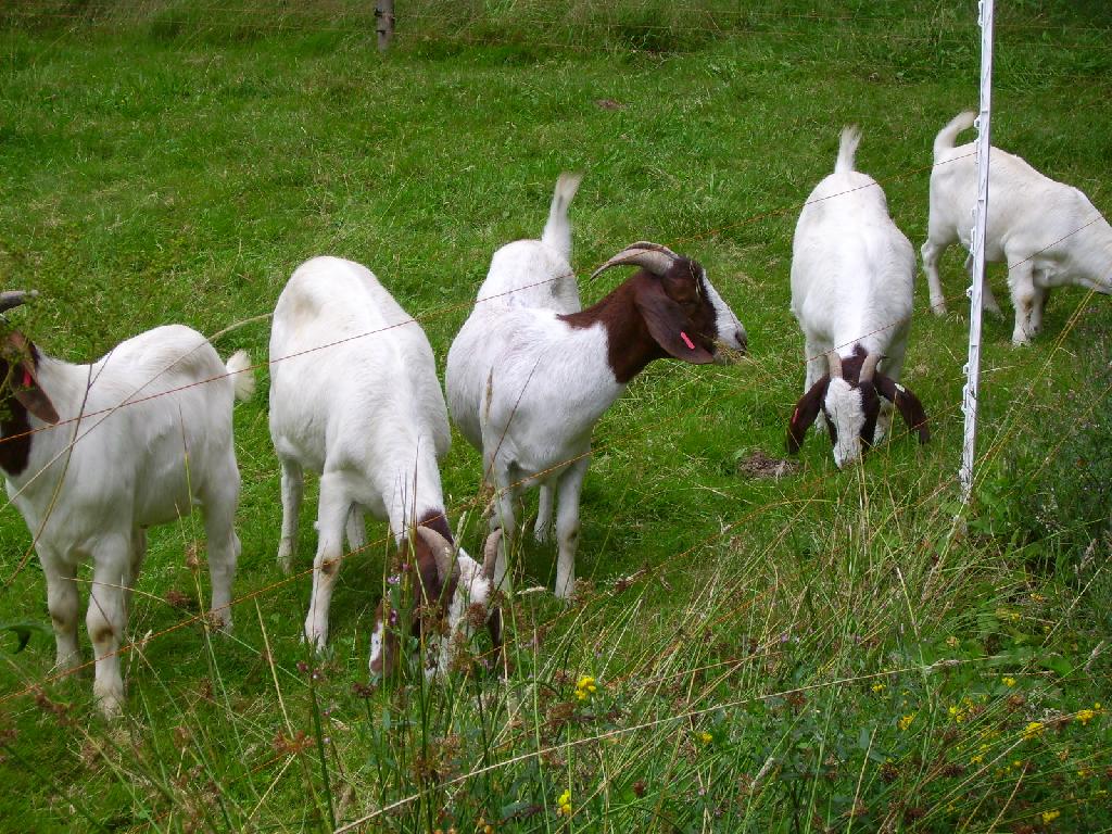 capre de lapte si de carne din import: TAPI DE RASA BOIER ( Boer)