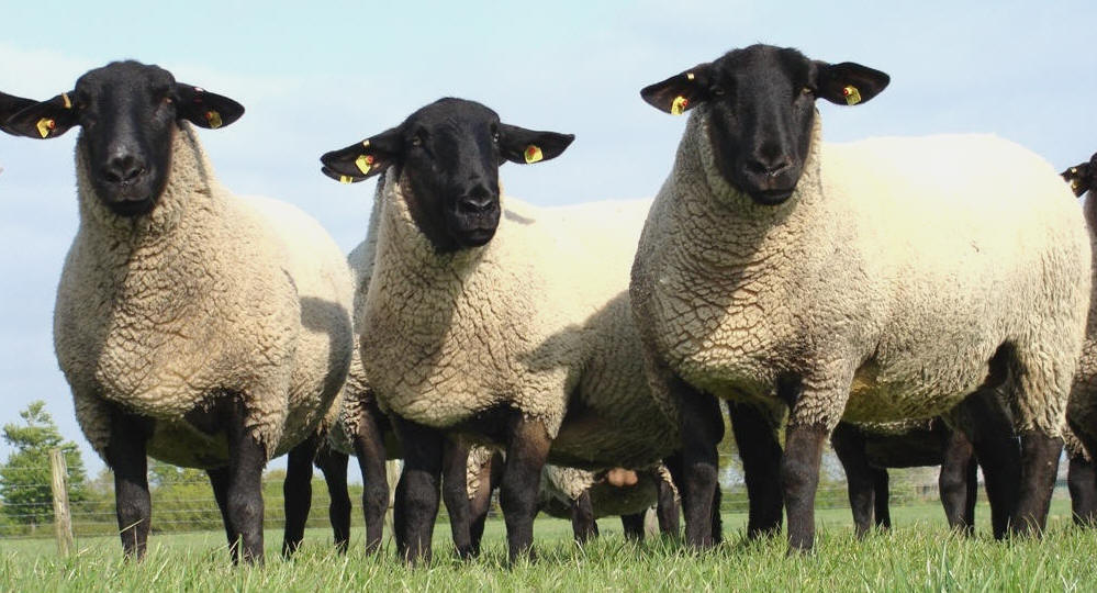 OVINE DE CARNE SI DE LAPTE: OI SUFFOLK