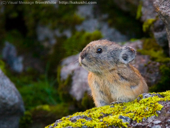 想旅行 ∞: 蝦夷鳴兔（エゾナキウサギ）