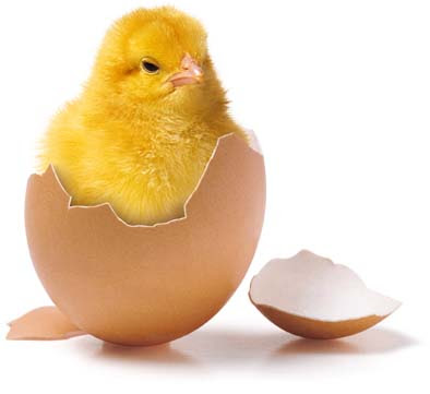 comment c'est fait les poussins