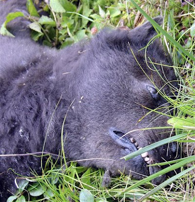 PTLDME: THE BEAST OF TURNER