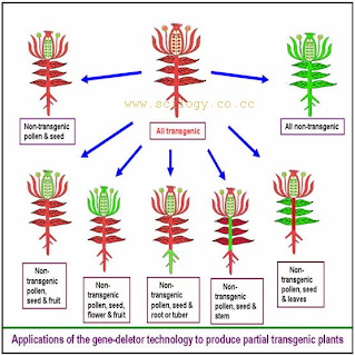 Science: Transgenic plants