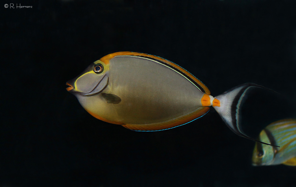 fotosricardo-h: PECES TROPICALES MARINOS (primera parte) - Tropical sea ...