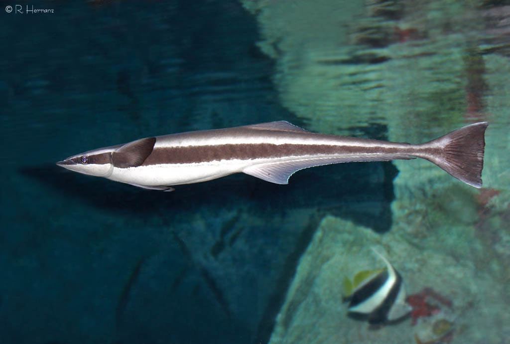 Shark sucker | Aquatique